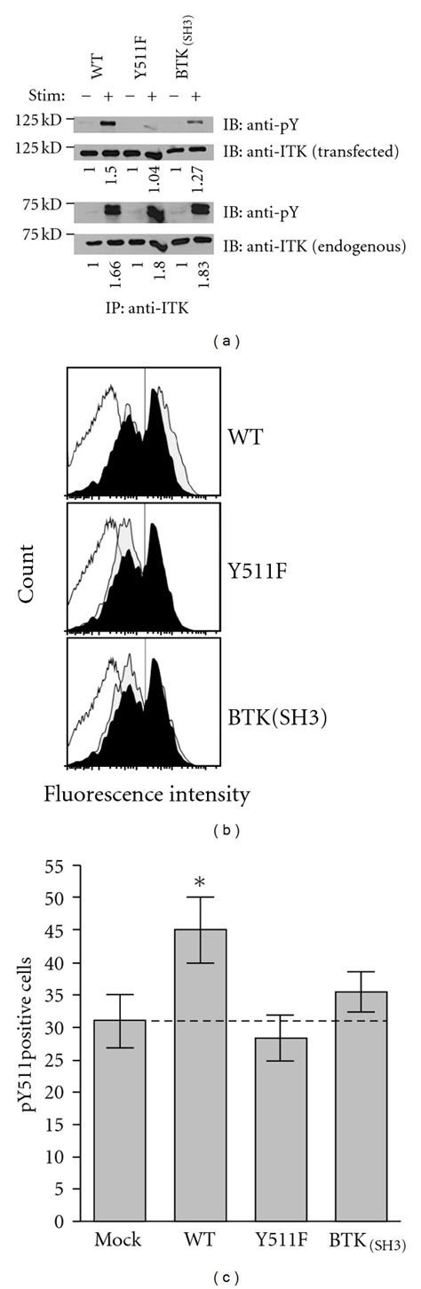 Effects Of Itk Y511f And Itk Btk Sh3 Mutations On Itk Download Scientific Diagram