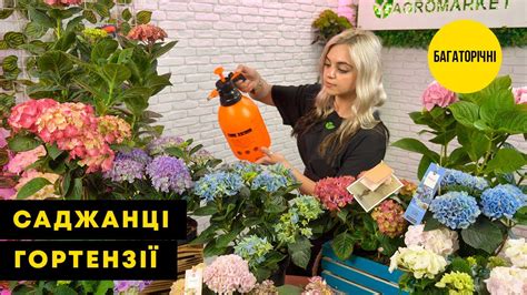 ГОРТЕНЗИЯ: купить саженцы гортензии почтой в Киеве, Одессе и Украине ...