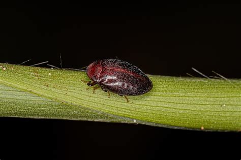 Premium Photo Adult Turtle Beetle