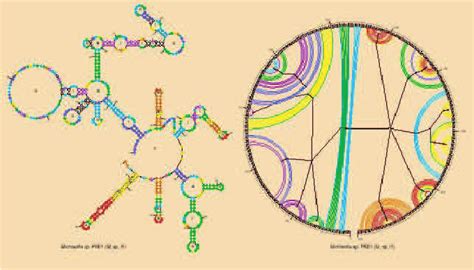 Representations Of Rna Secondary Structures Traditional Tree