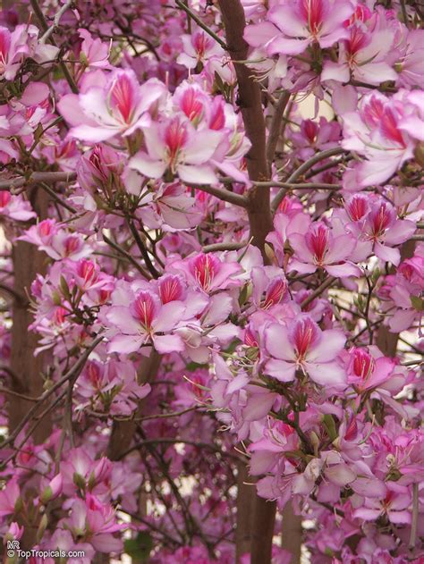 Bauhinia Variegata Orchid Tree Top Tropicals Plant Encyclopedia