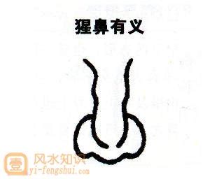 犹太鼻子面相 鼻子 犹太鼻 大山谷图库