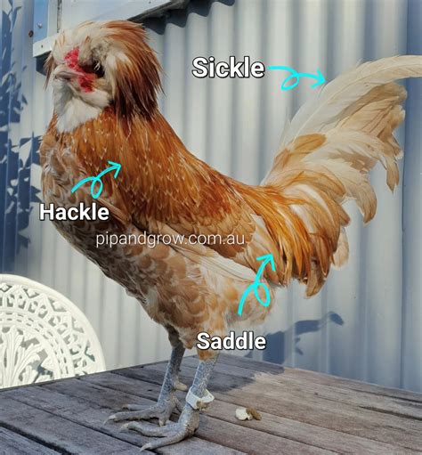 Hen Or Rooster Chicken Sexing Tips Pip Grow