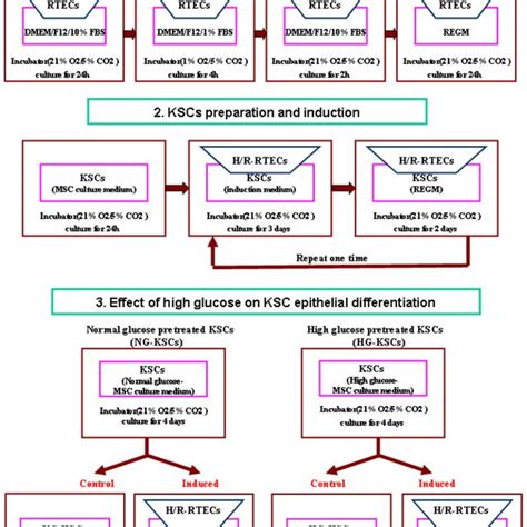 Schematic Of The Ksc Epithelial Induction Protocol Ksc Epithelial