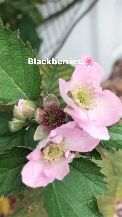 Raspberries For Sale Bare Root Raspberry Plants Raspberry Plants Permaculture Raspberry