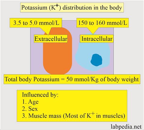 Urine Potassium