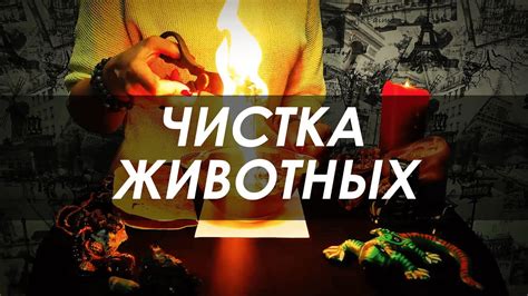РИТУАЛ ЧИСТКА ИСЦЕЛЕНИЕ И ЗАЩИТА ЖИВОТНЫХ Youtube
