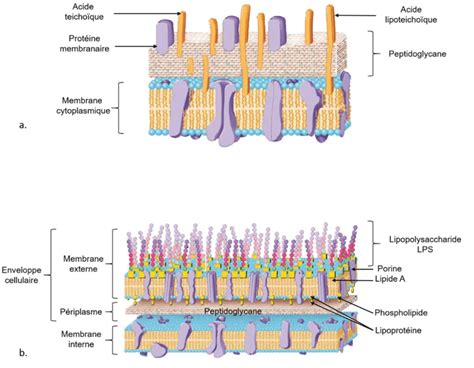 13 Schéma De La Structure De La Membrane Des Bactéries A Gram Positif Download Scientific
