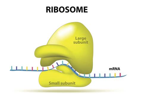 Ribosomes And Protein Assembly