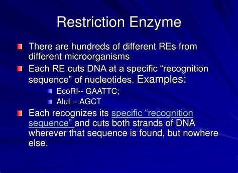 PPT Restriction Enzyme Digestion Southern Blotting Of DNA PowerPoint Presentation ID