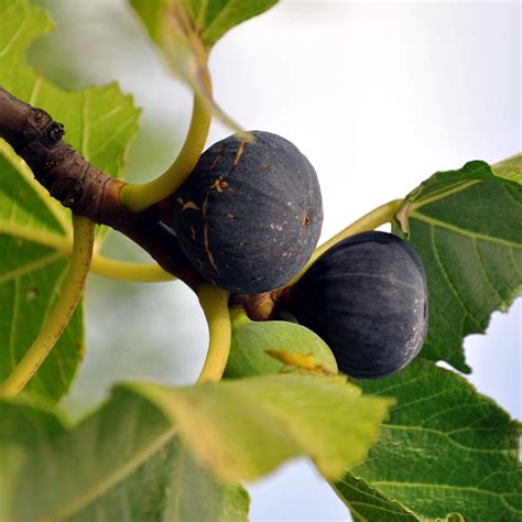 Raspberry Latte Fig Tree One Green World