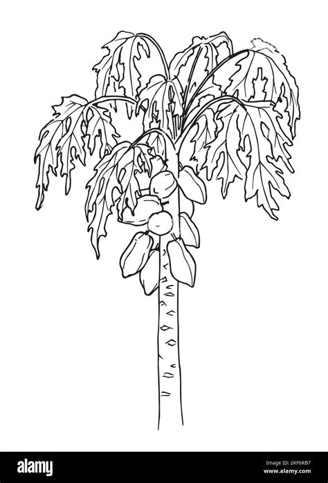Bamboo Tree Drawing Black And White Clipart Vrogue Co