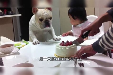 狗狗和萌娃趴在桌子上嘴馋的看主人切蛋糕下一秒别笑 萌娃 桌子 主人
