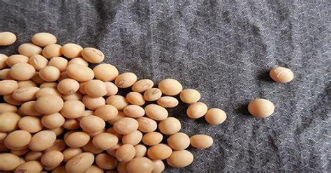 Soybean Verity ताण सहन करणारी सोयाबीन जात विकसित 2022 डिजिटल शेतकरी