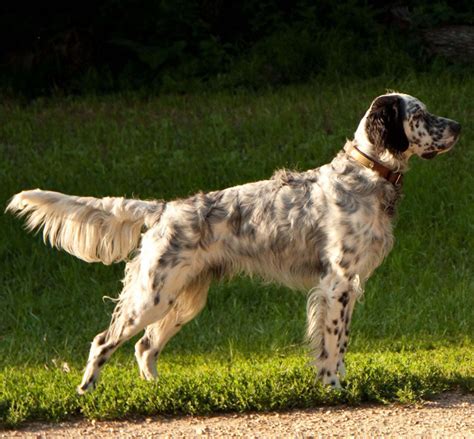 Английский сеттер Энциклопедия животных Энциклопедия животных
