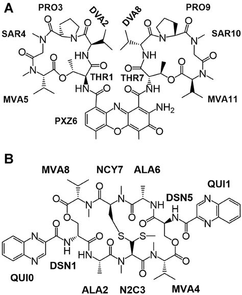 Chemical Structures Of A Actinomycin D Actd And B Echinomycin