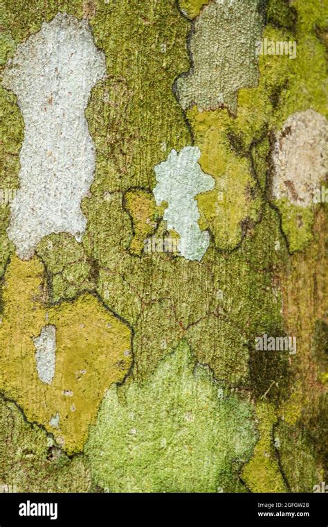 Sunshine Lichen Hi Res Stock Photography And Images Alamy