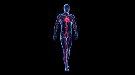 Circulatory System Full Body Videos And Hd Footage Getty Images