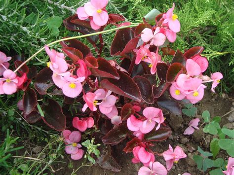 Floresamatxo Todo Sobre Las Flores Consejos Para Cuidar Tus Flores Y Plantas Cultivo De Las