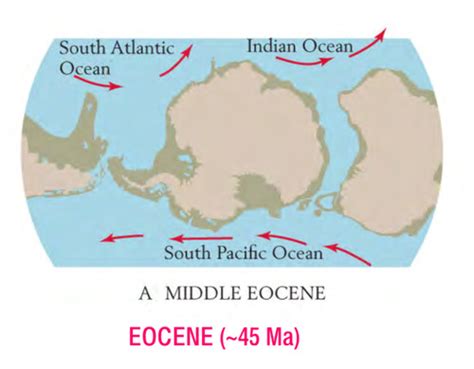 Part 10 Cenozoic Flashcards Quizlet Part 10 Cenozoic Flashcards Quizlet