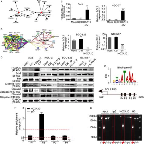 What Is Chip Qpcr At Isabel Baldwin Blog