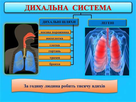 Презентація Органи дихання до уроку природознавства для 3 класу