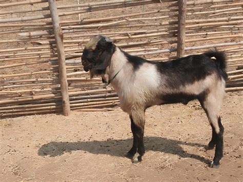 ဆိတ္ေမြးျမဴေရး