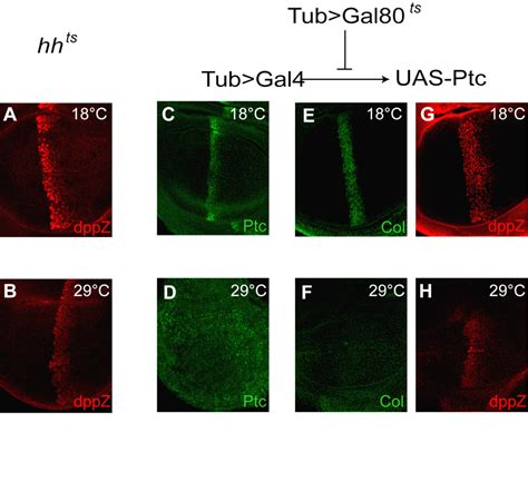 6 Persistence Of Dpp Expression After Hh Signaling Interruption A And