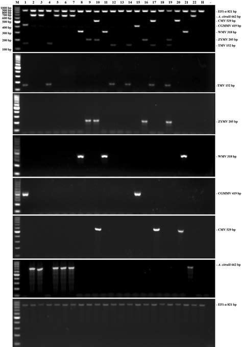 Cucurbitaceous Samples Detected By Optimized One Step Mrt Pcr And