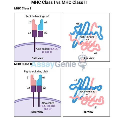 Mhc Class I Vs Mhc Class Ii Key Differences And Functions Assay Genie
