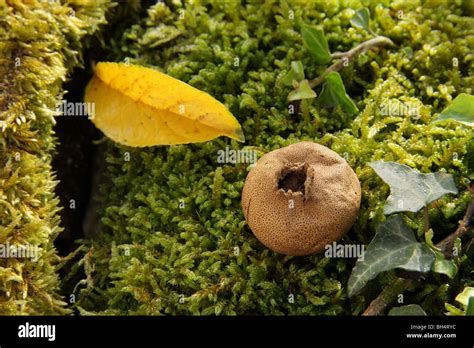 Puffball Scleroderma Areolatum With Its Spore Release Hole Open Growing In Moss In Woodland