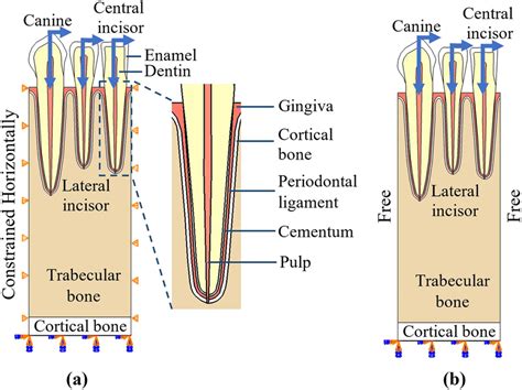 Finite Element Model Of Teeth And Their Surrounding Soft And Hard