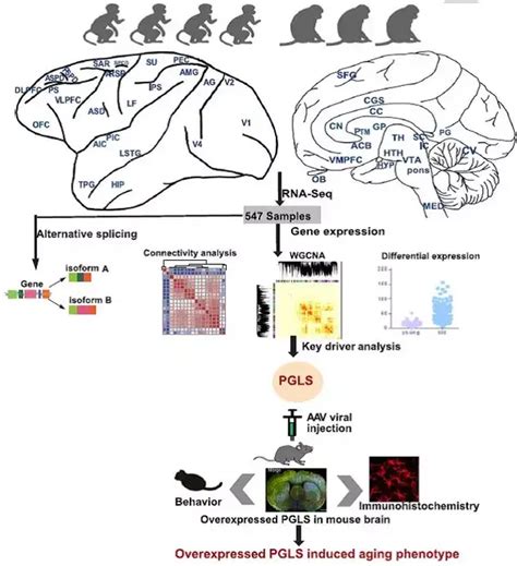 脑科学日报 类脑智能与脉冲神经网络前沿；大规模转录组数据解析非人灵长类大脑衰老潜在机制 知乎
