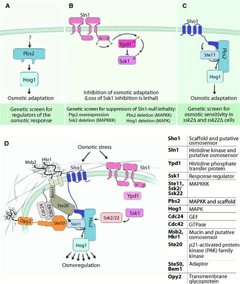 The Developing Model Of Osmoregulation In S Cerevisiae A The Download Scientific Diagram