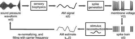 The Iterative Reconstruction Algorithm The Amplitude Modulation S T