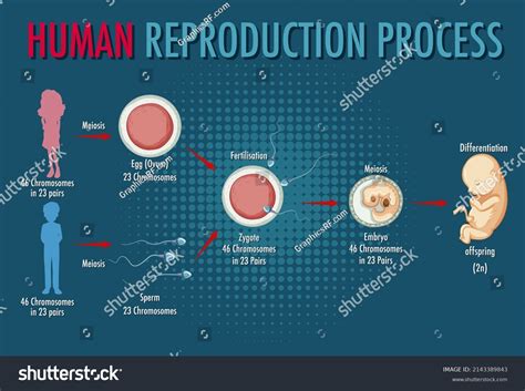 Diagrama Que Muestra La Ilustración Del Vector De Stock Libre De