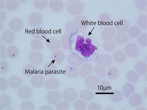 Сайн хичээлийн Сайн хичээлийн хэрэглэгдэхүүн