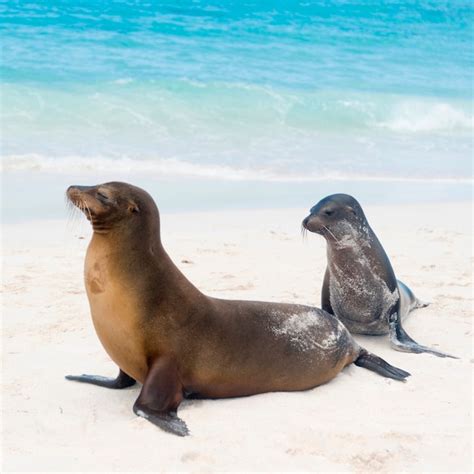 갈라파고스 바다 사자 Zalophus Californianus Wollebacki Gardner Bay Espanola Island 갈라파고스 제도 에콰도르
