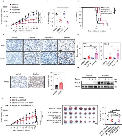 【nature子刊】浙江大学最新研究：提高癌症免疫治疗的有效策略 《转》译 转化医学网 转化医学核心门户