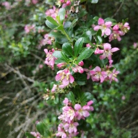 Escallonia Illinita Care Guide Water Soil And Propagation Plantiary