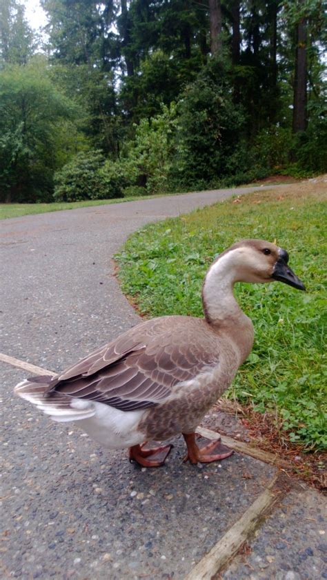 Goose Identification Help Needed Gender And Breed Backyard Chickens Learn How To Raise