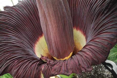 Img 72234 Morty Corpse Flower At Buffalo And Erie Count… Flickr