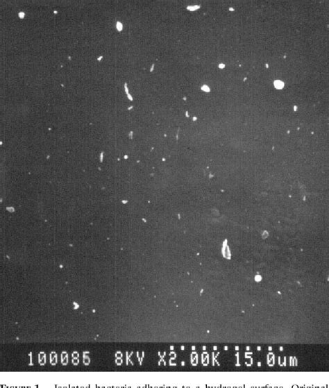 [pdf] Bacterial Adherence Of Staphylococcus Epidermidis To Intraocular Lenses A Bioluminescence