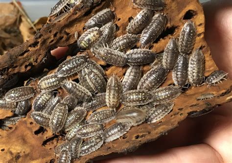 Isopod Species I Keep Aquarimax Pets