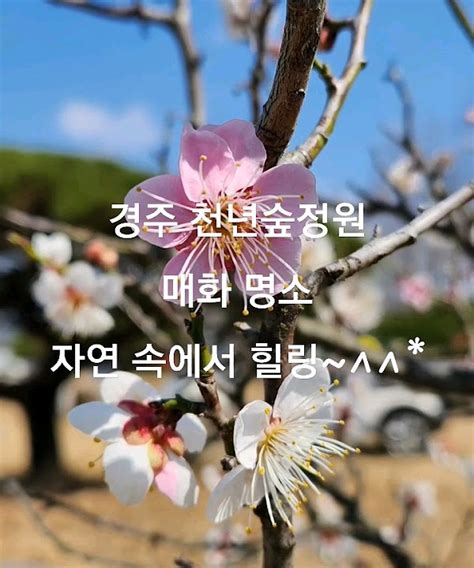경주 천년숲정원 매화 명소 자연 속에서 힐링~ 천년숲정원 매화꽃 자연속에서힐링 Youtube