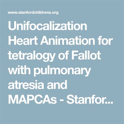 Unifocalization Heart Animation For Tetralogy Of Fallot With Pulmonary