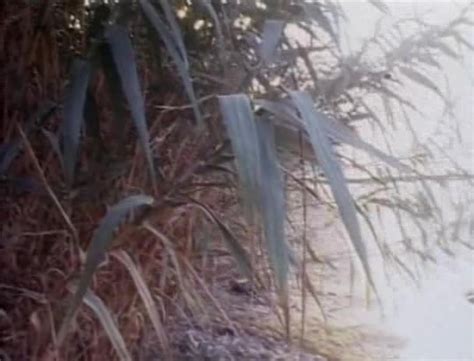 Gay Sex On Beach Thisvid Com