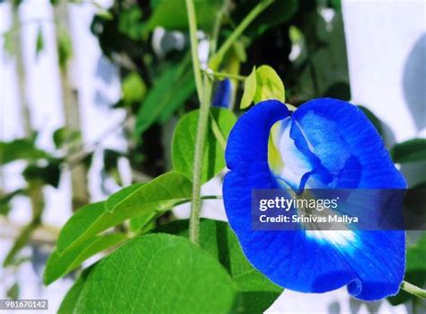 Shanku Photos And Premium High Res Pictures Getty Images