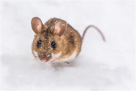 What Do Mice Do In Winter Abc Humane Wildlife Control And Prevention