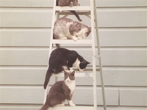 Cats On Ladder Smithsonian Photo Contest Smithsonian Magazine